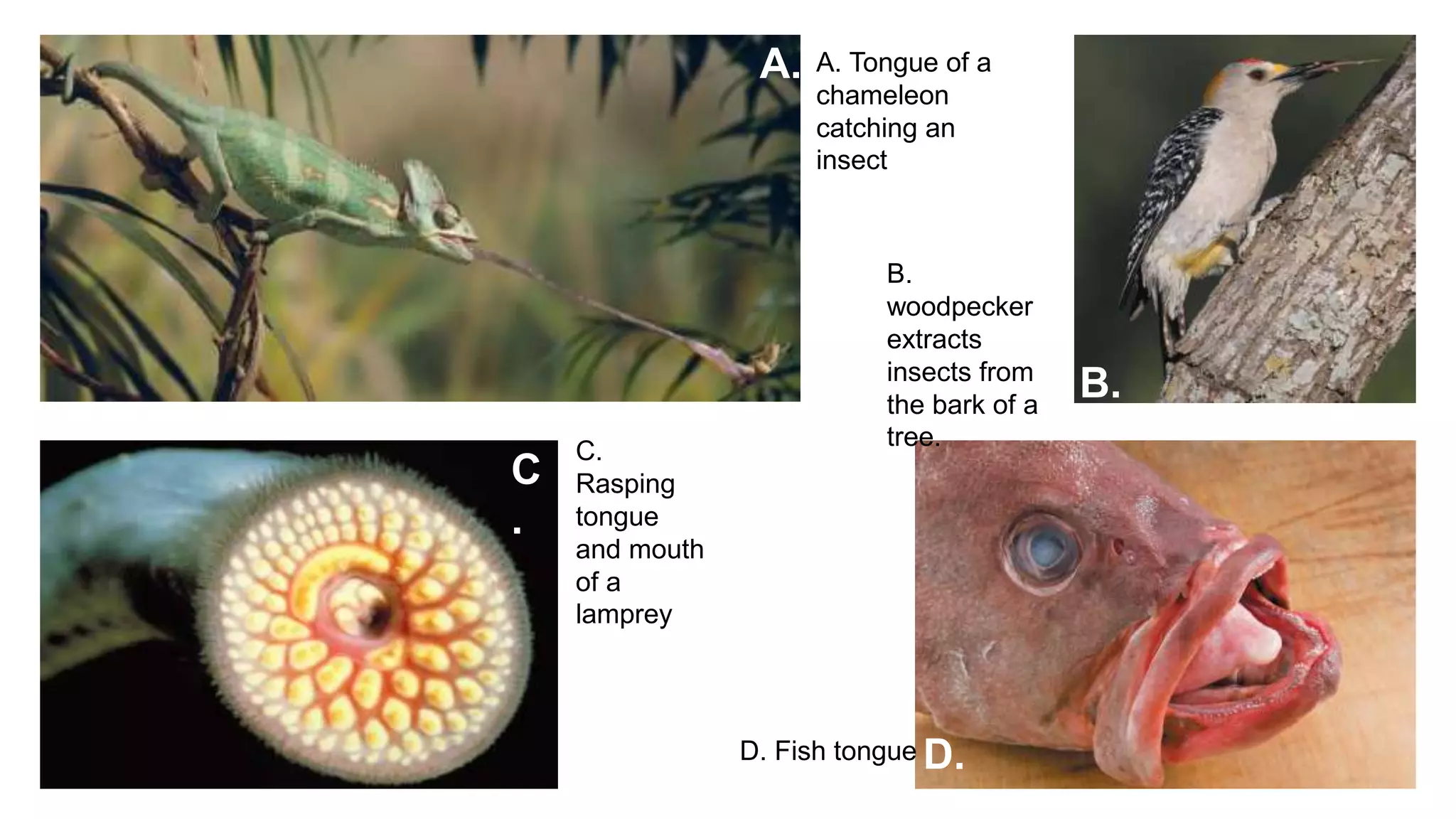 Chapter 27 Miller Harley zoology | PPTX | Chemistry | Science