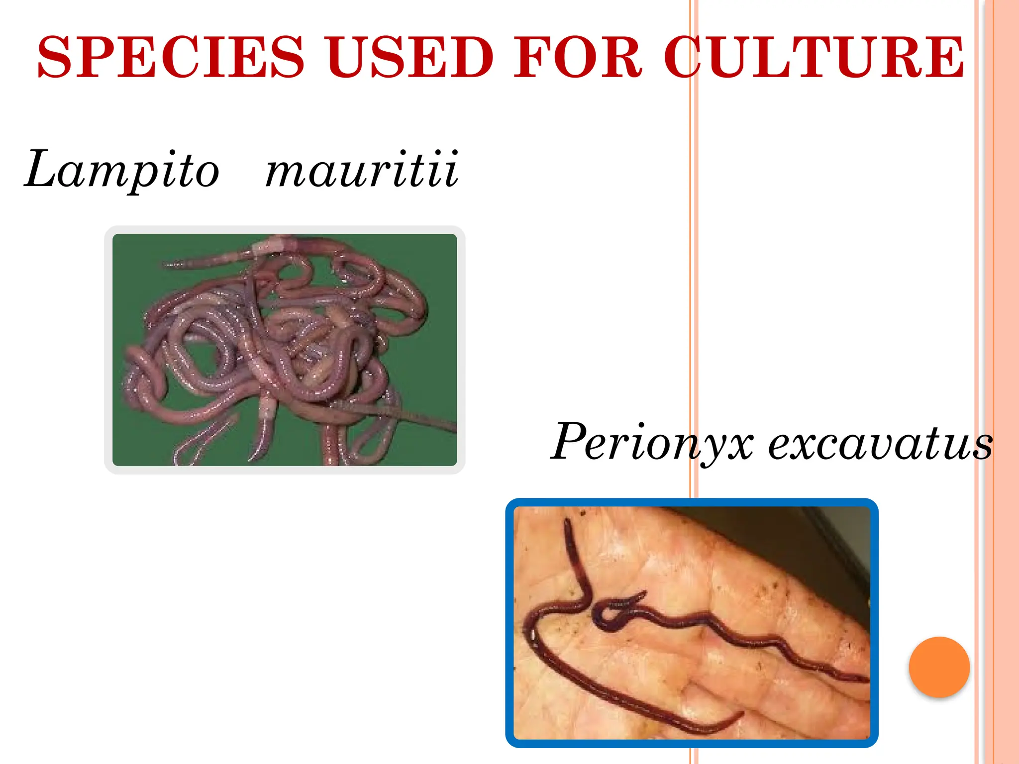 ZOOLOGY - VERMITECHNOLOGY - NME PRESENTATION.pptx