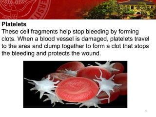 ZOOLOGY (HUMAN ANATOMY ).pptx