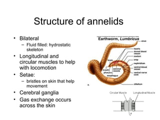 Zoology 2 22-12 | PPT | Free Download