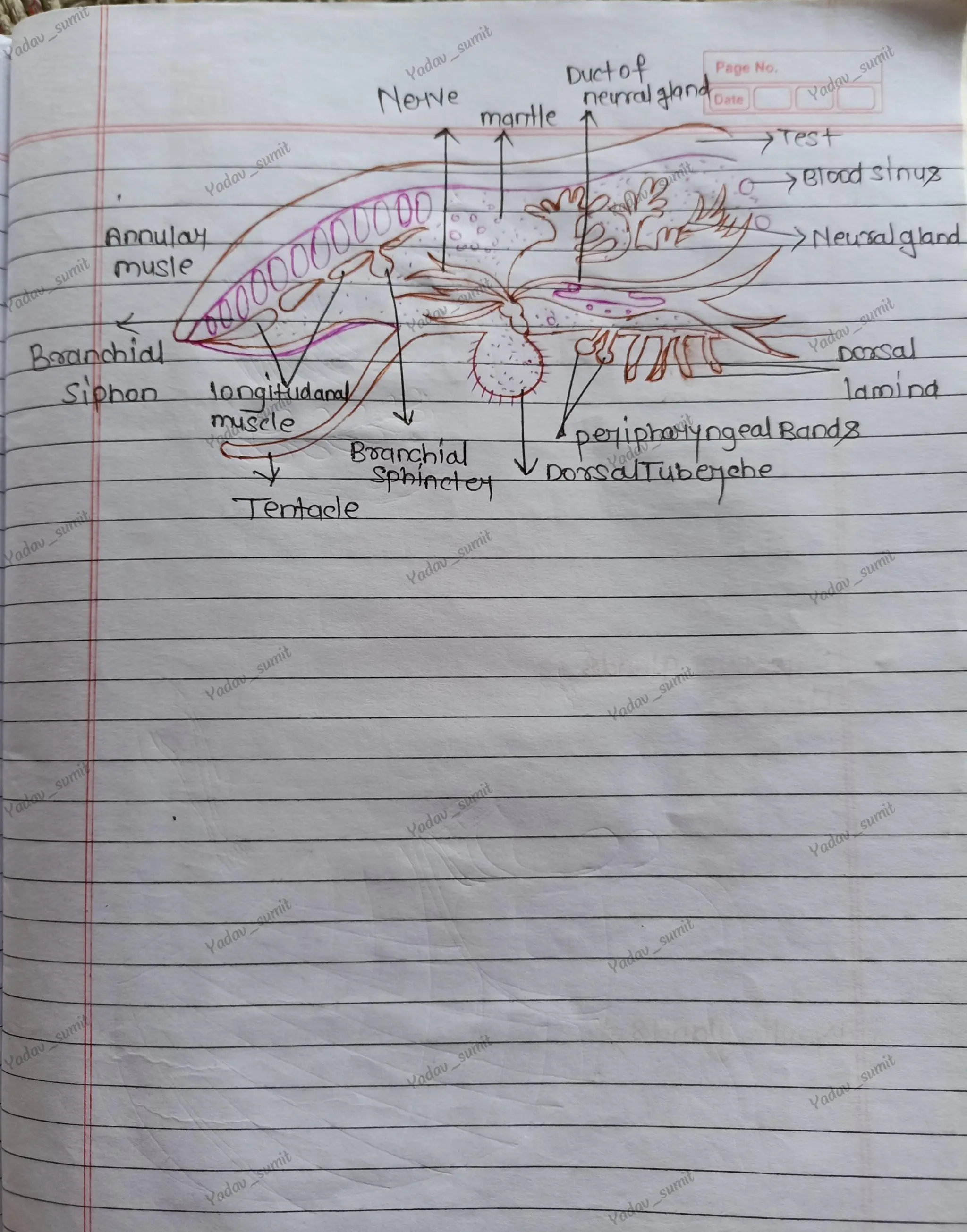 Zoology 5th semester notes( Sumit_yadav).pdf