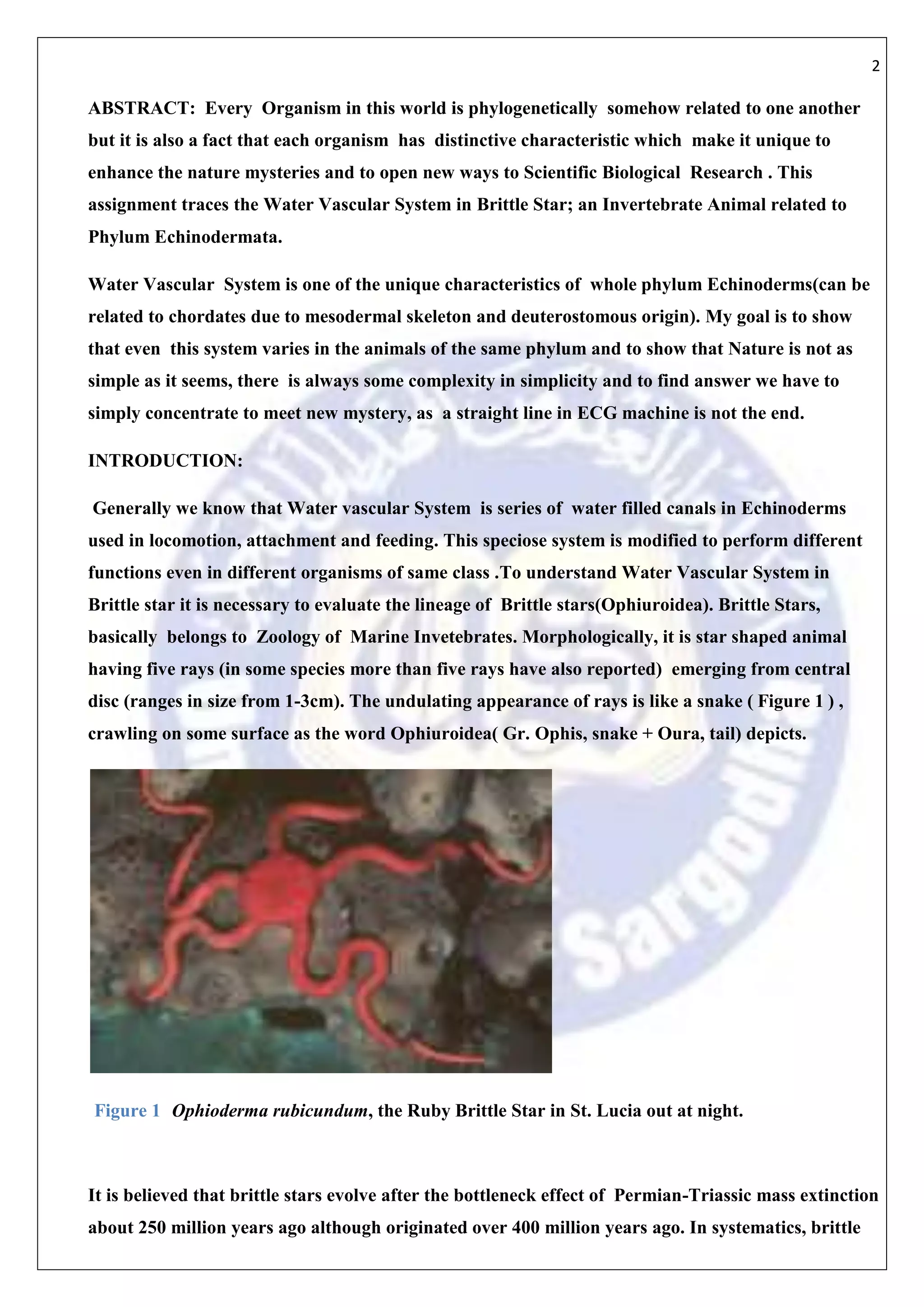 Water vascular system in bittle star | PDF