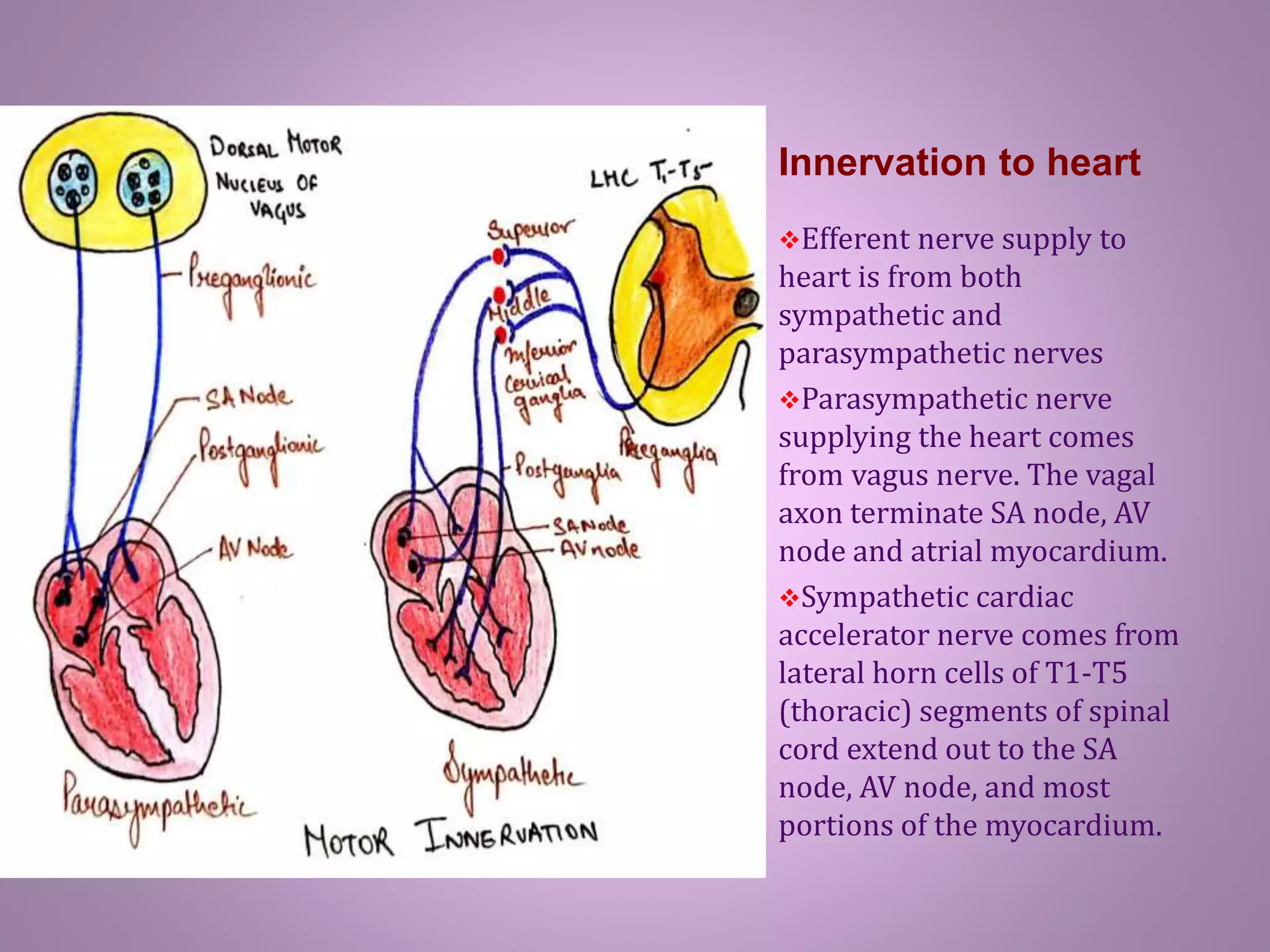 Nervous and hormonal regulation of heart beat.pptx
