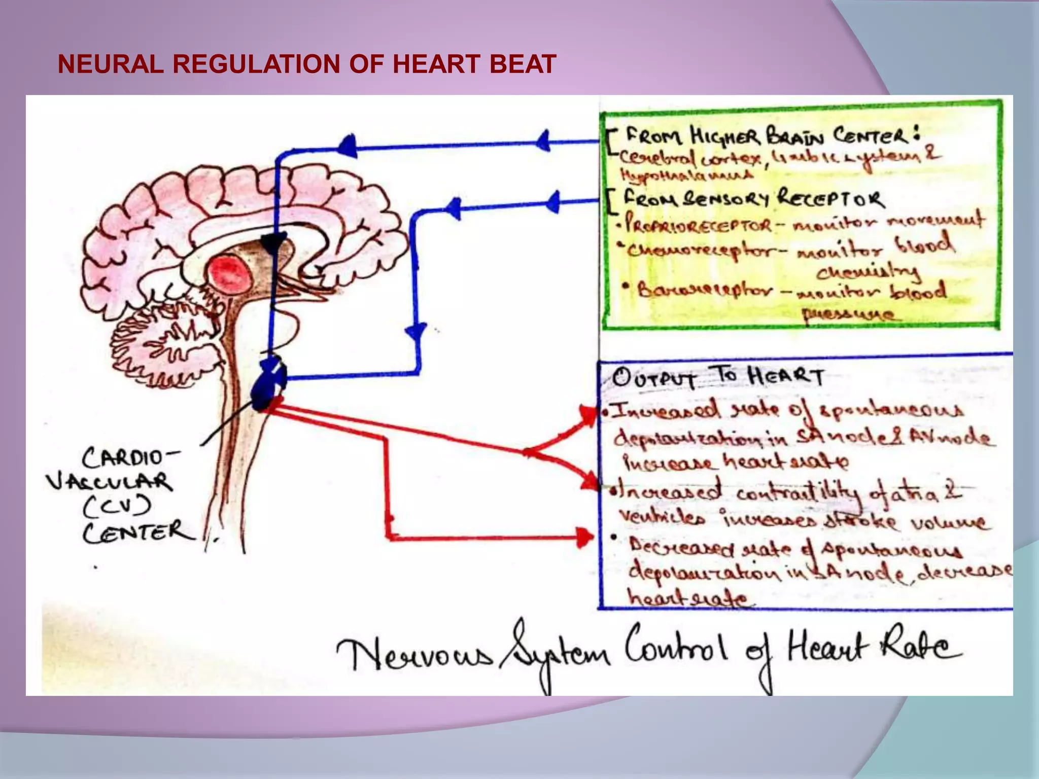 Nervous and hormonal regulation of heart beat.pptx