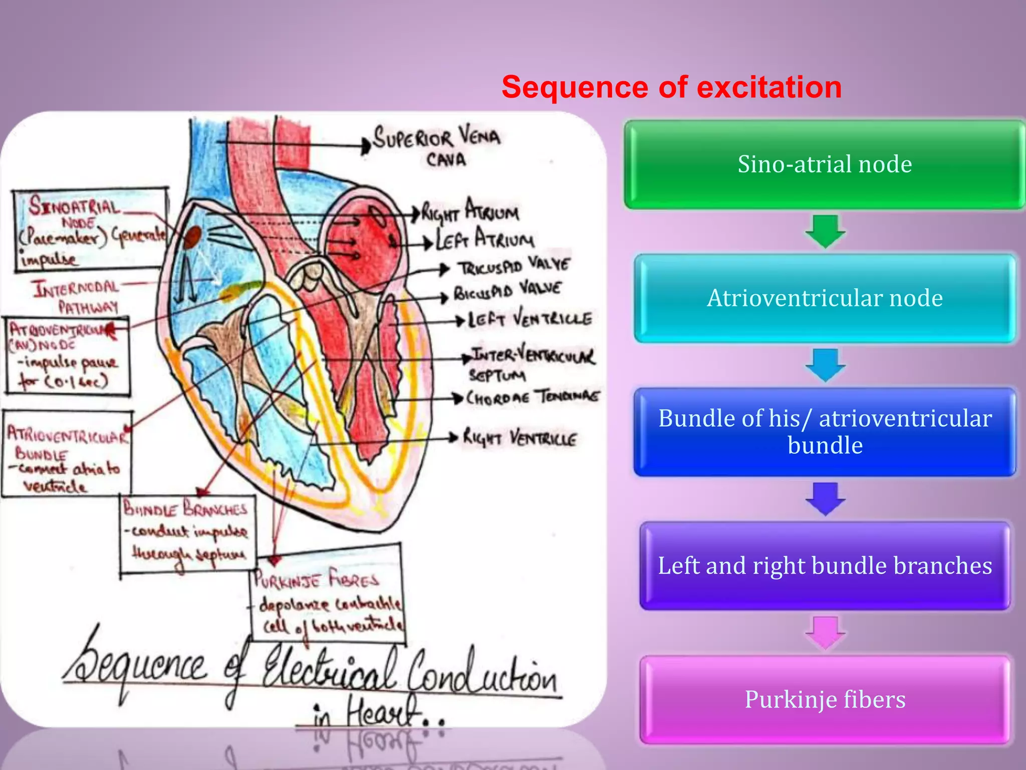 Nervous and hormonal regulation of heart beat.pptx