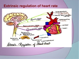 Nervous and hormonal regulation of heart beat.pptx