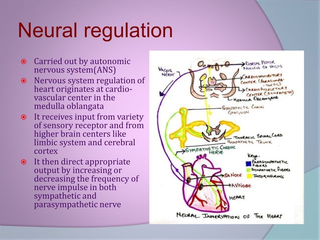 Nervous and hormonal regulation of heart beat.pptx | Heart and ...