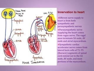 Nervous and hormonal regulation of heart beat.pptx
