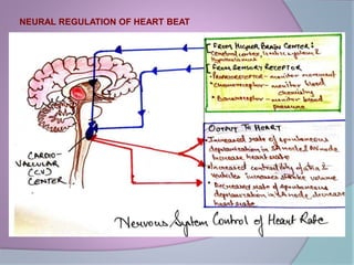 Nervous and hormonal regulation of heart beat.pptx
