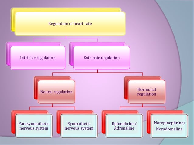 Nervous and hormonal regulation of heart beat.pptx | Heart and ...