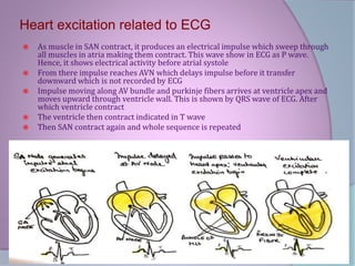 Nervous and hormonal regulation of heart beat.pptx