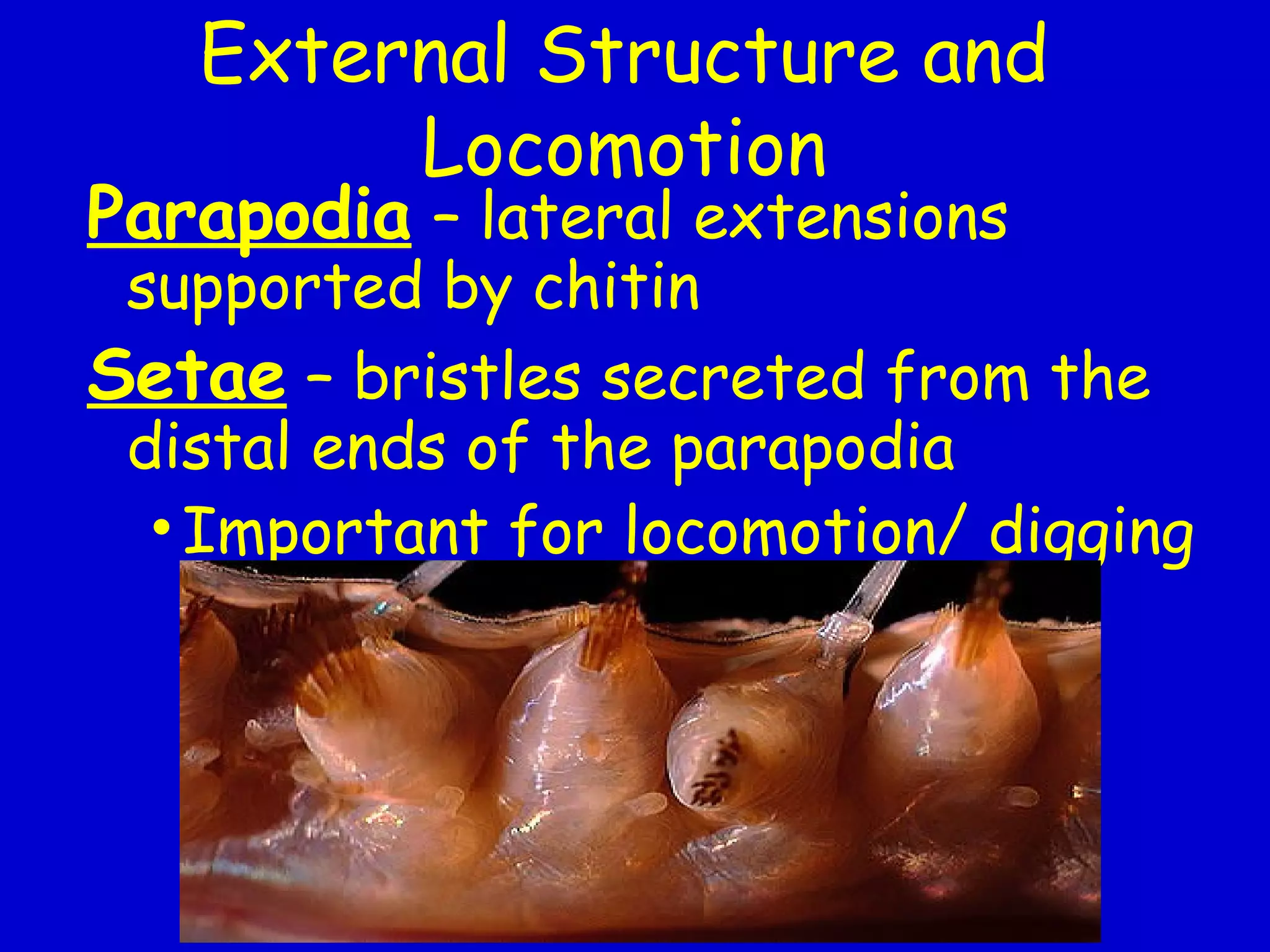 Zoology ch13annelida | PPT