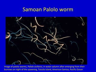 Zoology ch13annelida | PPT