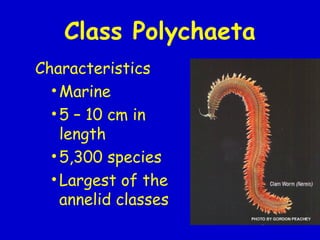 Polychaeta Characteristics Of