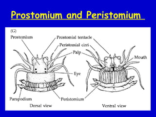 Zoology ch13annelida