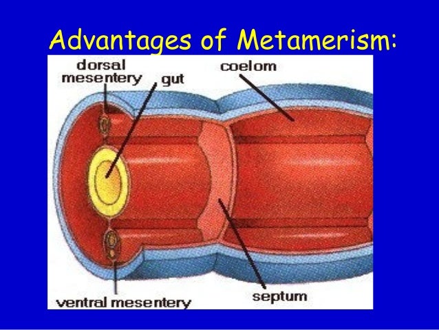 Zoology ch13annelida