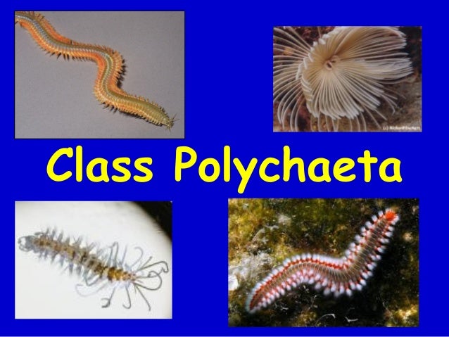 Zoology ch13annelida