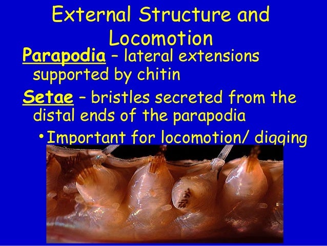 Zoology ch13annelida