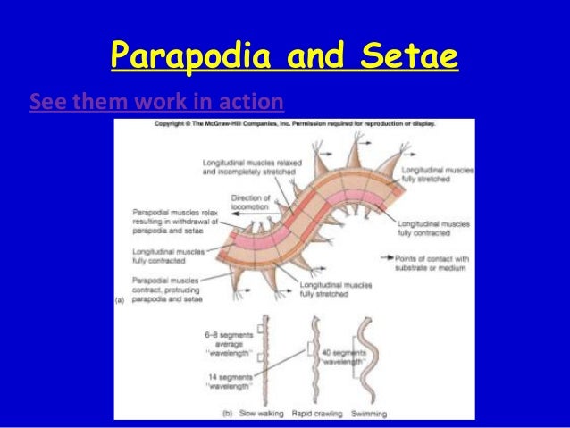 Zoology ch13annelida