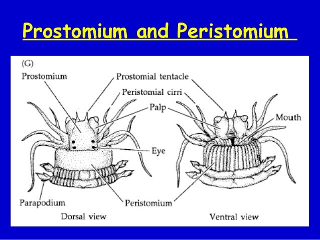 Zoology ch13annelida