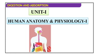 ZOOLOGY DIGESTION (4).ppt digestive syst | PPT