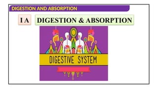 ZOOLOGY DIGESTION (4).ppt digestive syst | PPT