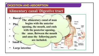 ZOOLOGY DIGESTION (4).ppt digestive syst | PPT