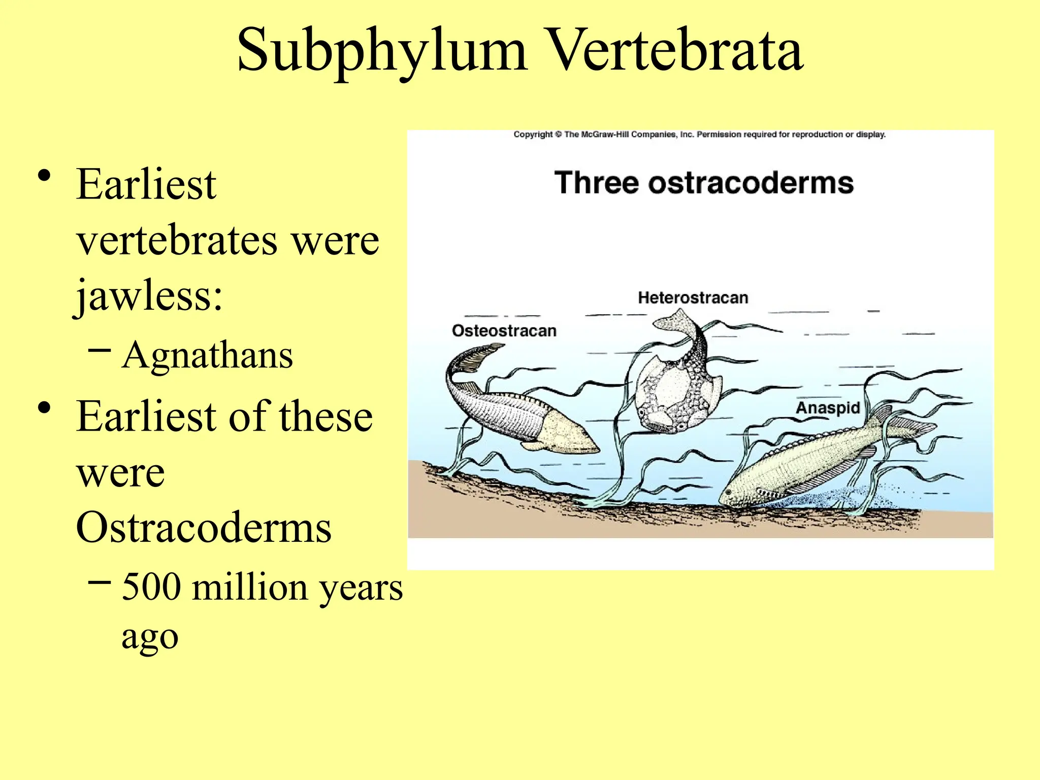 Zoology_II;_the_chordates.pptx first year | PPT