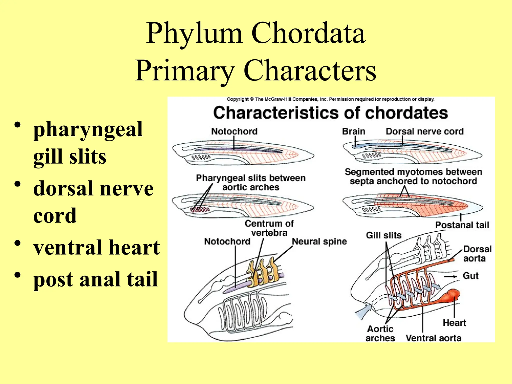 Zoology_II;_the_chordates.pptx first year | PPT