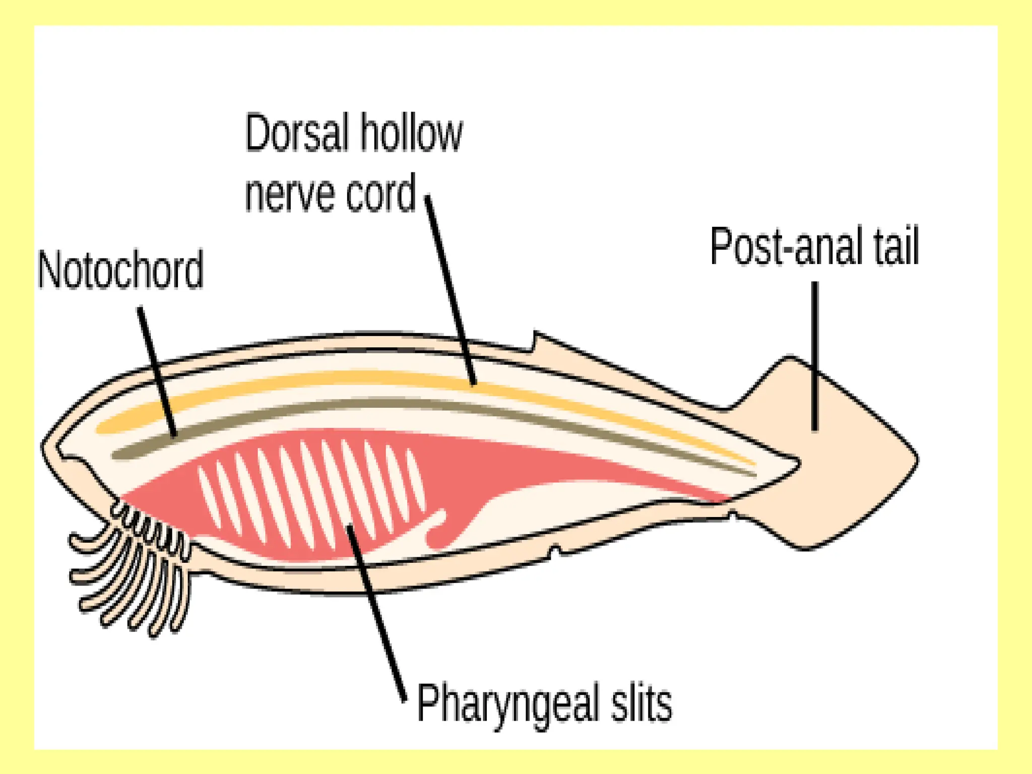 Zoology_II;_the_chordates.pptx first year | PPT