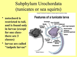 Zoology_II;_the_chordates.pptx first year | PPTX