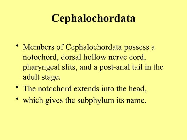 Zoology_II;_the_chordates.pptx first year | PPT