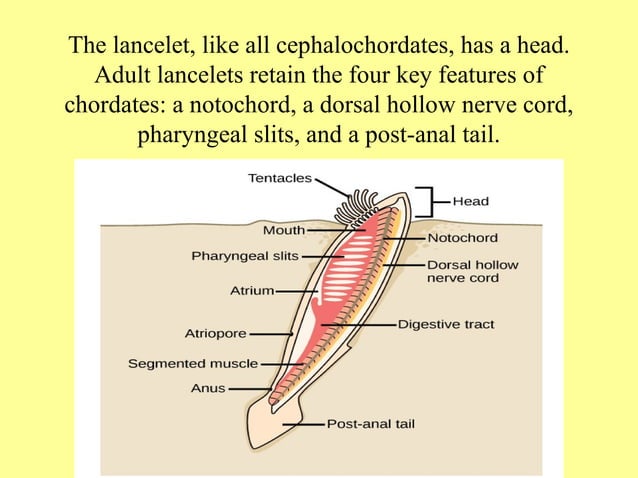 Zoology_II;_the_chordates.pptx first year | PPT