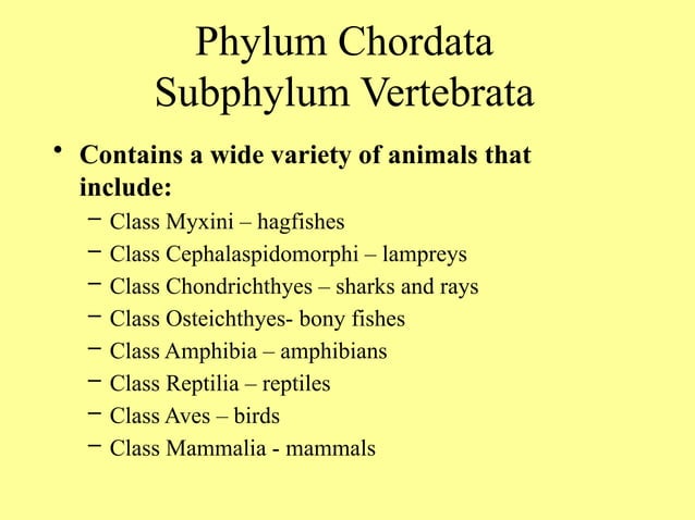 Zoology_II;_the_chordates.pptx first year | PPT