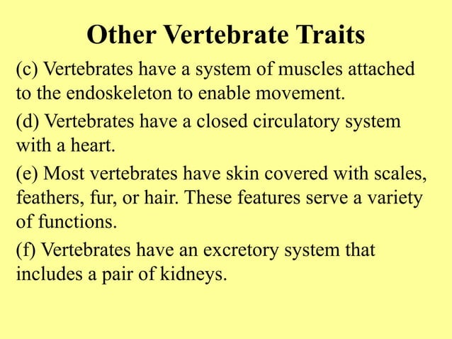 Zoology_II;_the_chordates.pptx first year | PPT