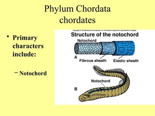 Zoology_II;_the_chordates.pptx first year | PPT