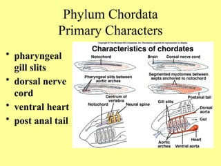 Zoology_II;_the_chordates.pptx first year | PPTX