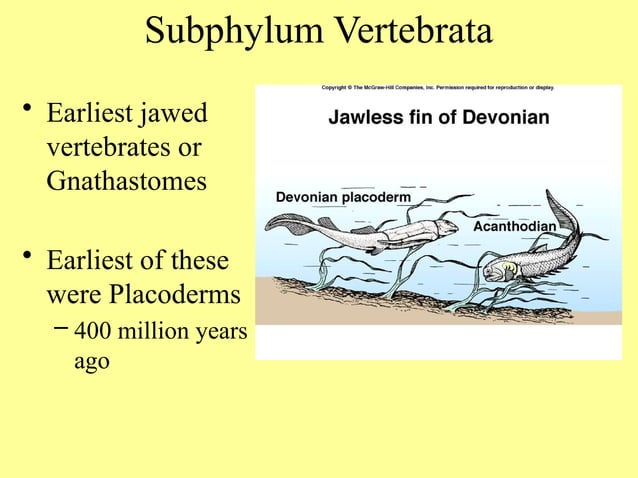 Zoology_II;_the_chordates.pptx first year | PPT