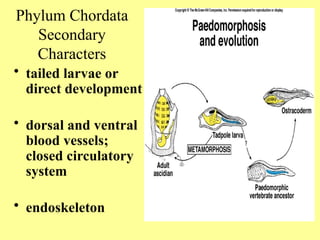 Zoology_II;_the_chordates.pptx first year | PPT