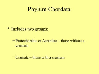 Zoology_II;_the_chordates.pptx first year | PPT