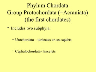 Zoology_II;_the_chordates.pptx first year | PPT