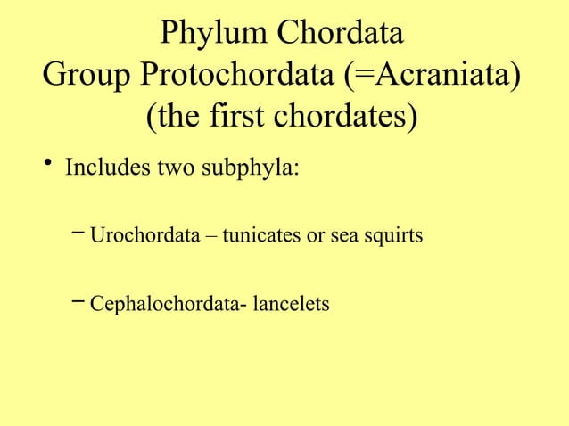 Zoology_II;_the_chordates.pptx first year | PPT