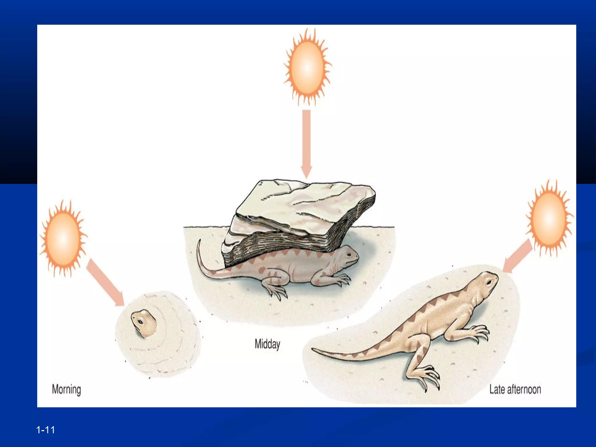 Zoology introduction | PPT