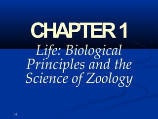 zoology introduction.pptx