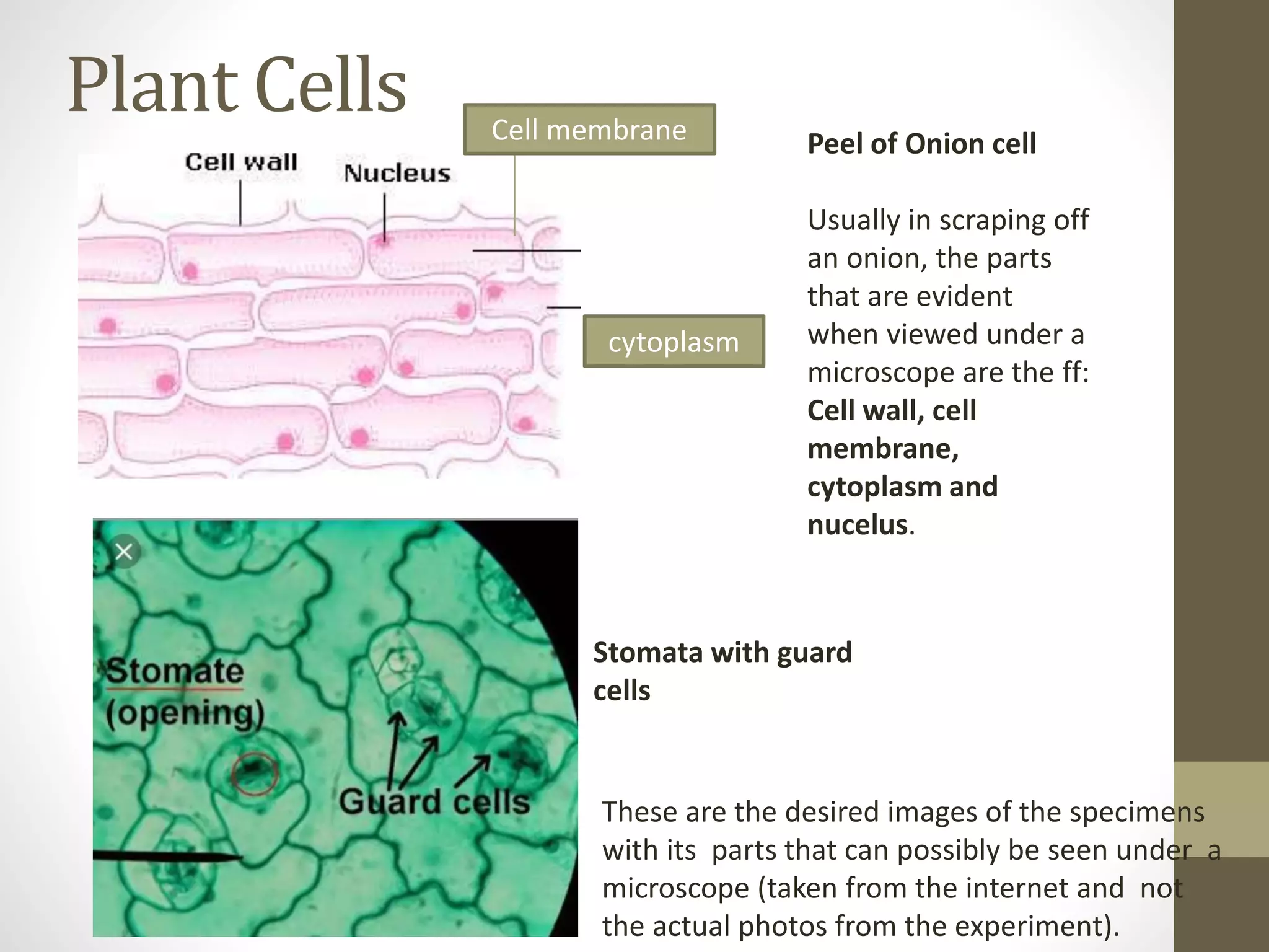 Zoology (laboratory) coverage | PPTX