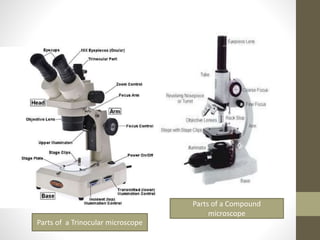 Zoology (laboratory) coverage | PPTX