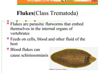 Zoology Lecture 6.ppt, Zoology Lecture 6.ppt