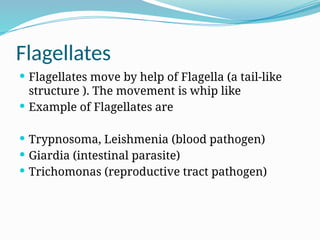 Zoology Lecture Four. protozoa and spongespptx | PPT