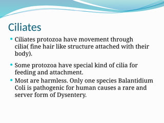 Zoology Lecture Four. protozoa and spongespptx | PPTX