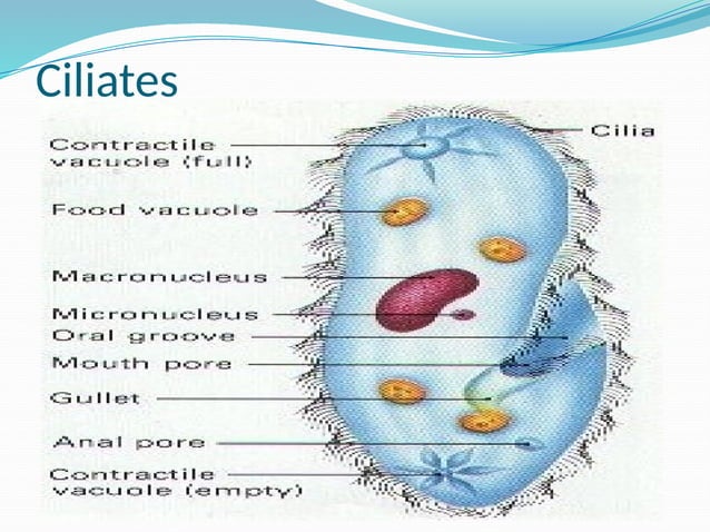 Zoology Lecture Four. protozoa and spongespptx | PPT